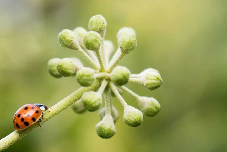 What Do Ladybugs Eat? 9 Shocking Diet Secrets Revealed